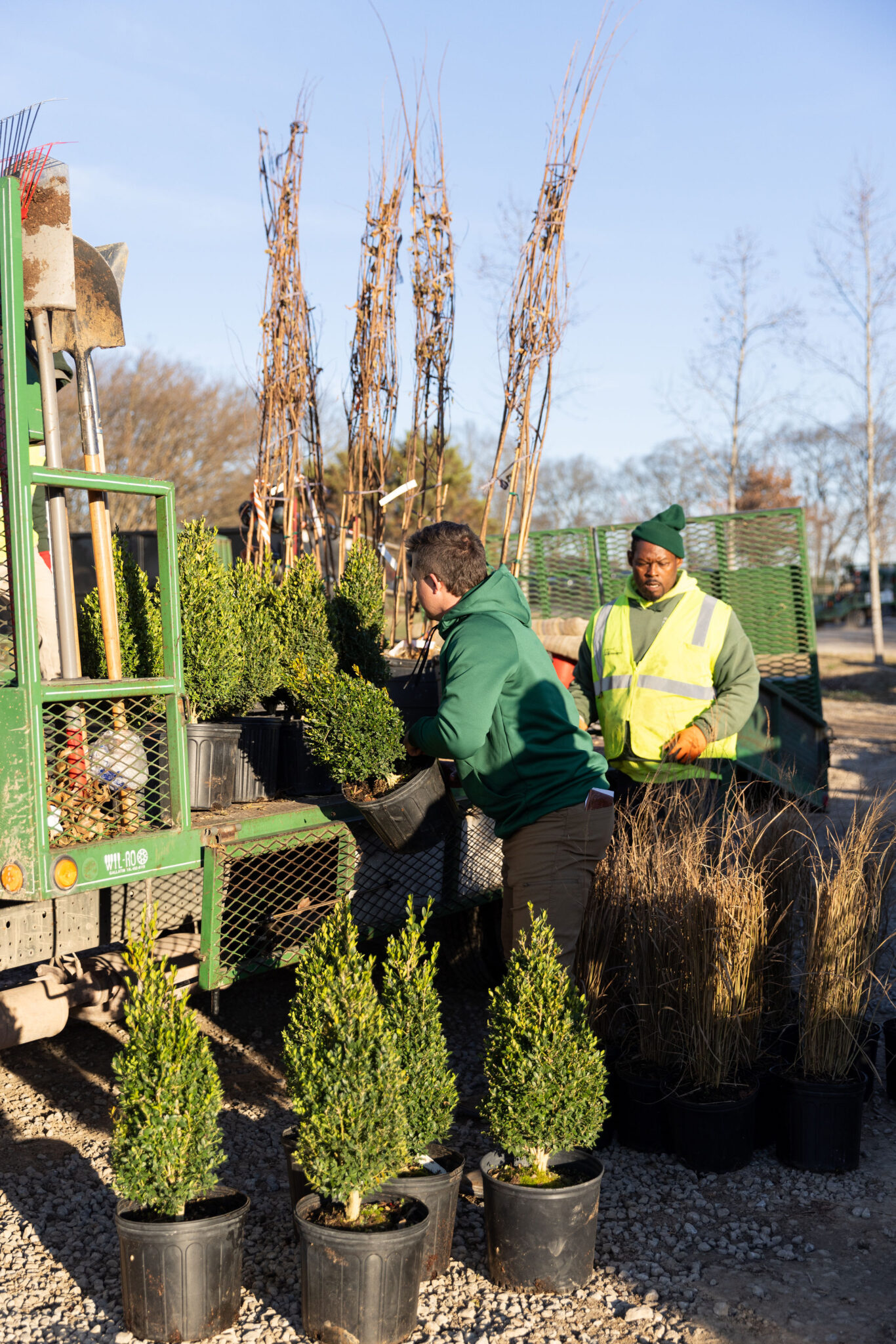 Understanding Nursery Stock Sizes: A Guide for Homeowners in Tennessee ...