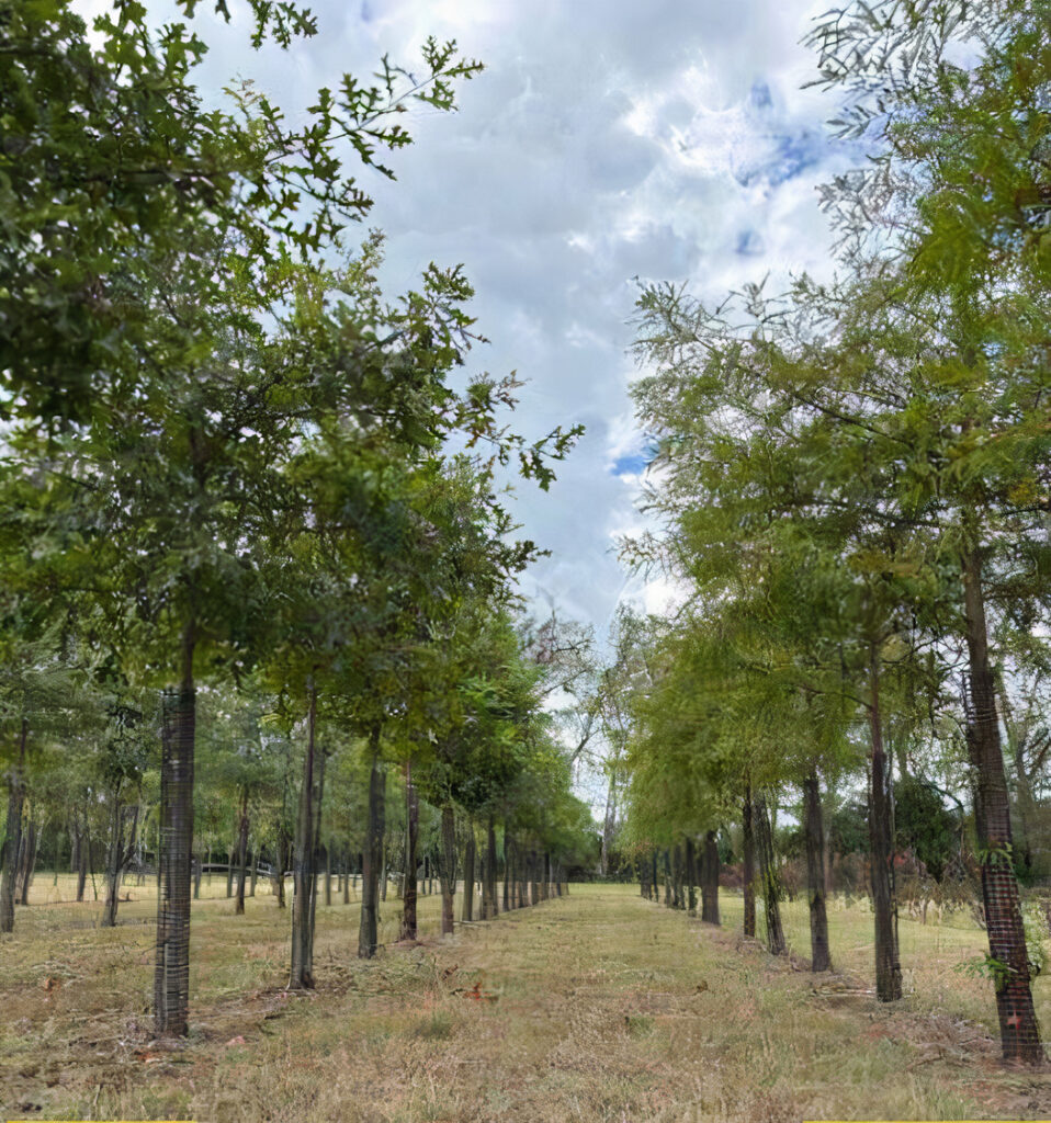 Understanding Nursery Stock Sizes: A Guide for Homeowners in Tennessee ...